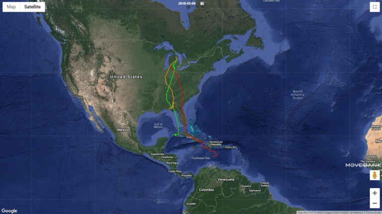 Osprey_Tracking_Map(2) | Great Lakes Now