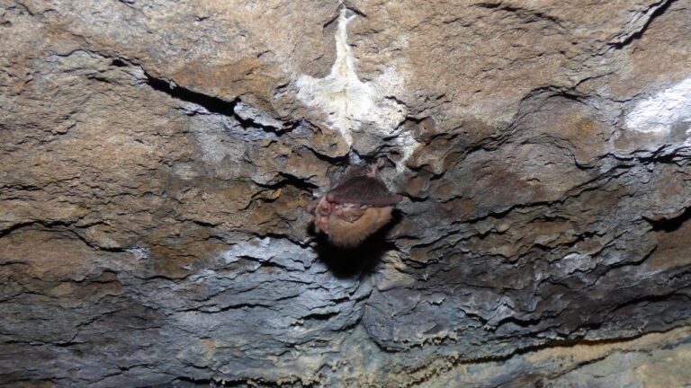 Bat Bacteria: Unusual treatment offers hope to Great Lakes bats ...