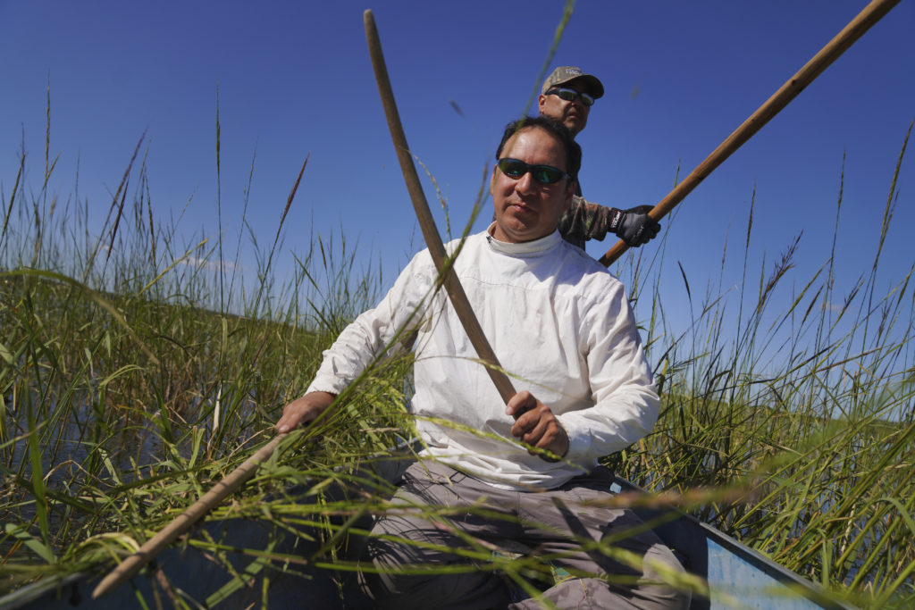 Minnesota Ojibwe harvest sacred, climate-imperiled wild rice | Great ...