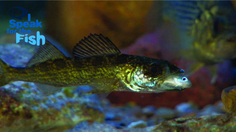 I Speak for the Fish: Eyeballing Walleye | Great Lakes Now