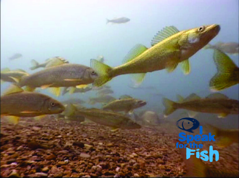 I Speak for the Fish: Eyeballing Walleye | Great Lakes Now
