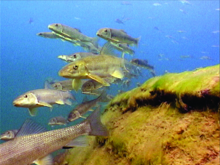 I Speak for the Fish: What’s the most popular freshwater fish? | Great ...