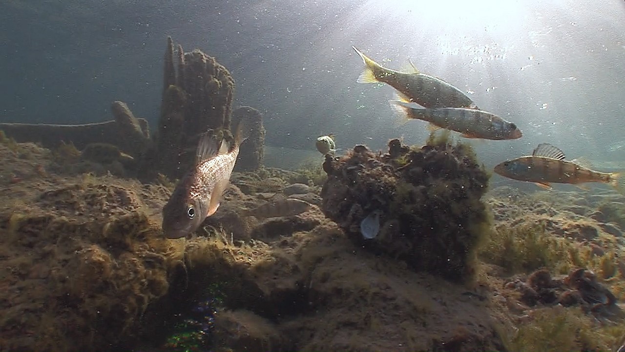 Perch in shallows 2 | Great Lakes Now