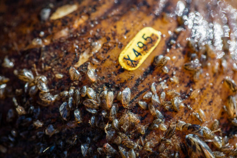 From the Ice Age to Now: A Lake Erie timeline | Great Lakes Now